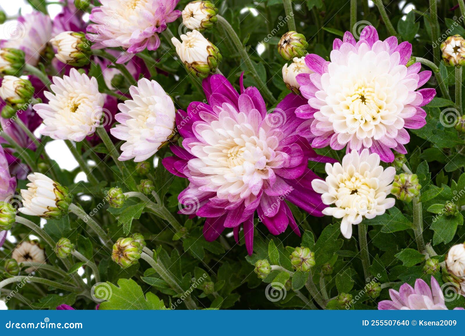 Chrysanthemum Bush Isolated Stock Photo - Image of autumn, bloom: 255507640