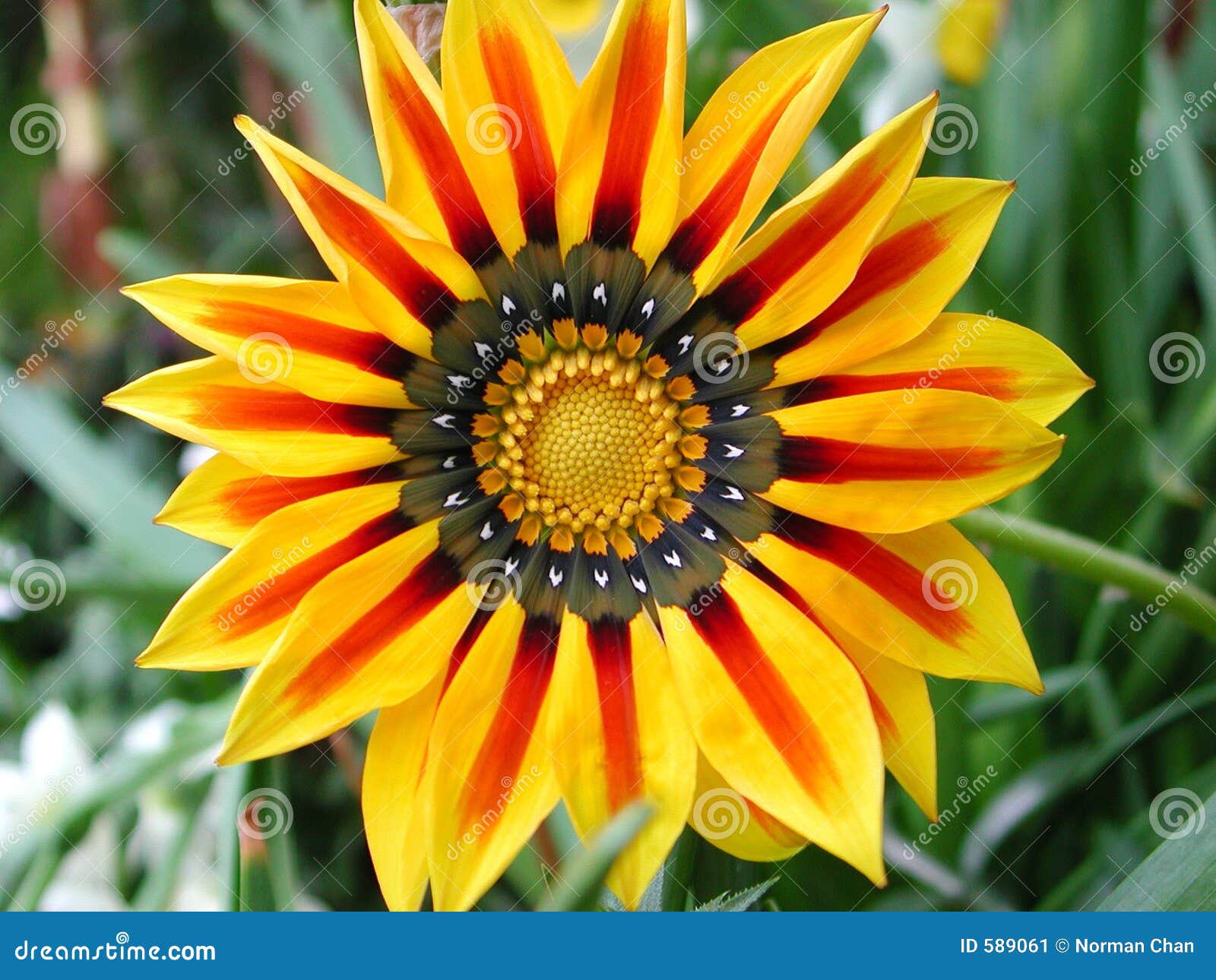 Chrysanthemum Carinatum Flower Stock Photos - Free & Royalty-Free Stock ...