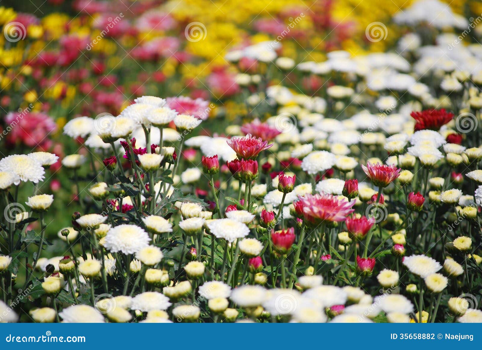 Chrysanthemum stock photo. Image of beauty, bloom, beautiful - 35658882