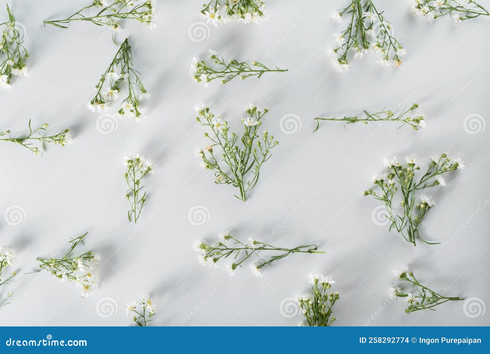 Chrysanthemum and Cutter Flowers Composition. Pattern and Frame Made of ...