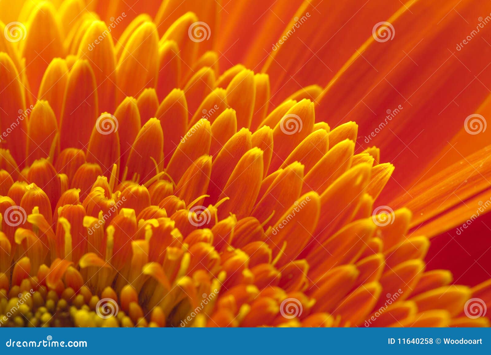 Chrysanthemum flower stock photo. Image of flower, freshness - 11640258