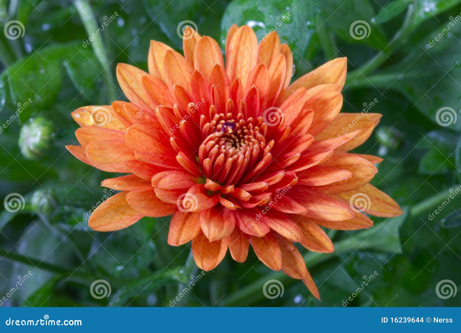 Chrysanthemum flower stock photo. Image of beauty, colorful - 16239644