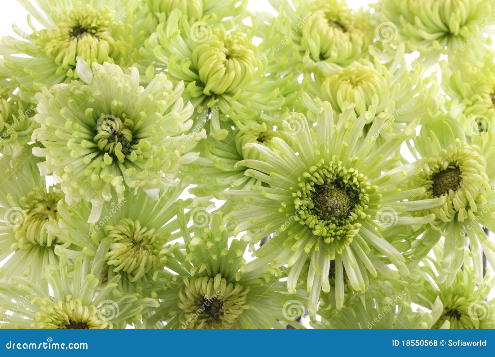 Chrysanthemum flower stock photo. Image of head, detail - 18550568