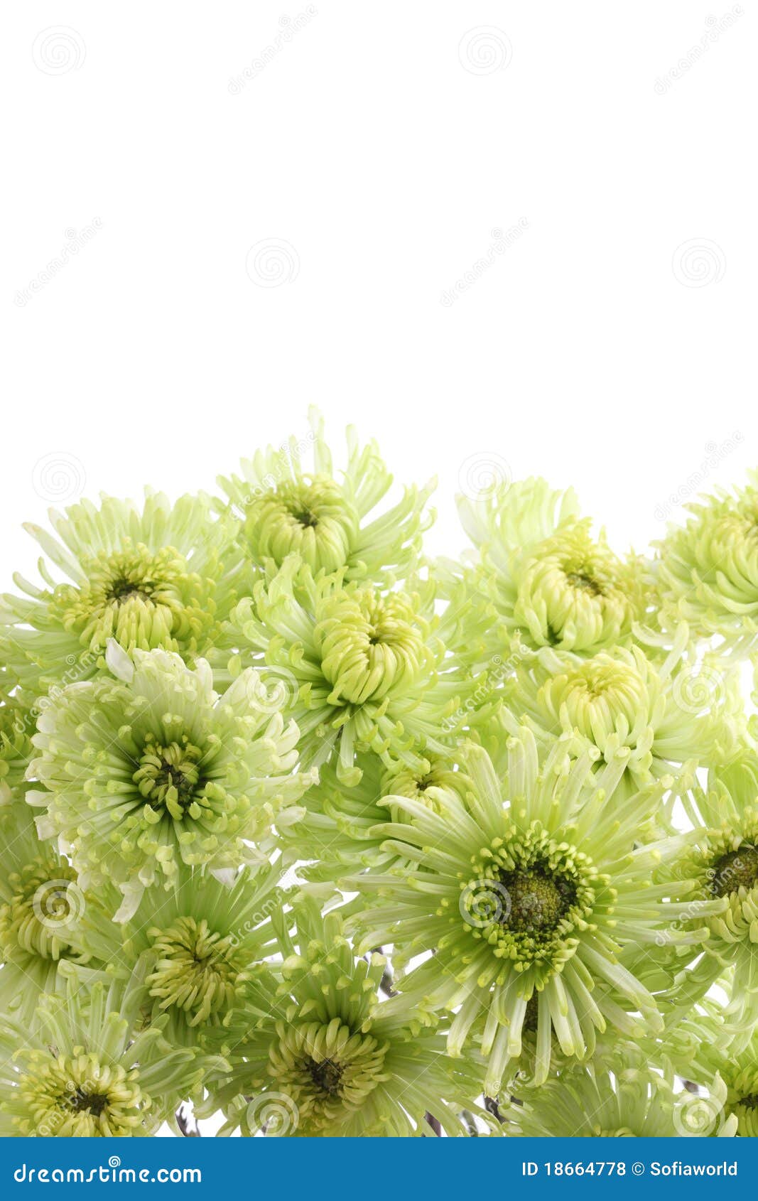 Chrysanthemum flower stock photo. Image of close, closeup - 18664778