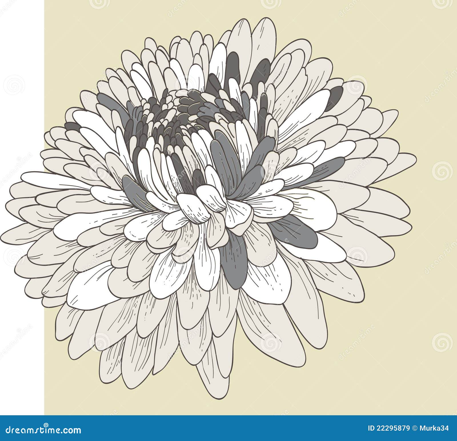 Chrysanthemum flower stock vector. Illustration of flower - 22295879