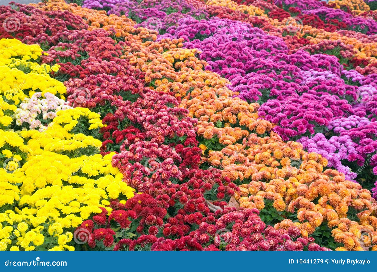 Chrysanthemum flower-bad stock image. Image of outdoors - 10441279