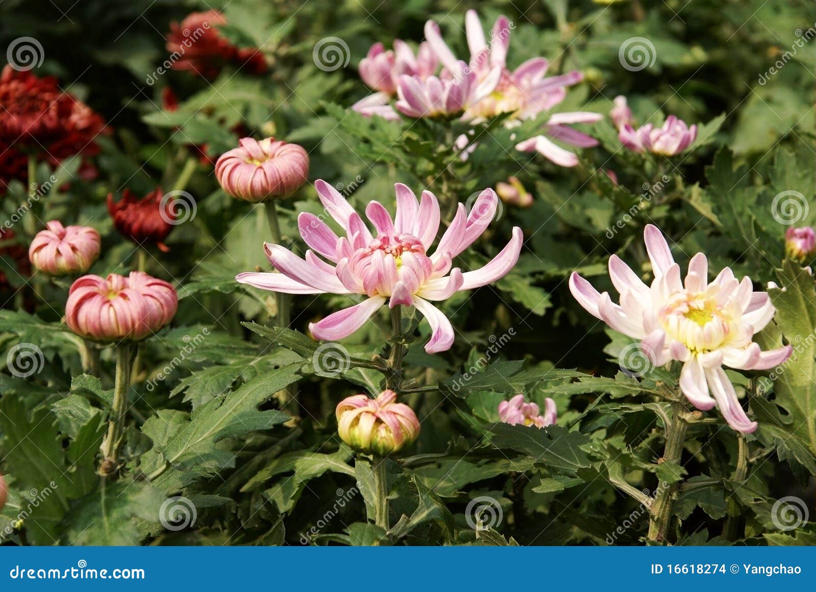 Chrysanthemum Flower and Bud Stock Photo - Image of chrysanthemum ...