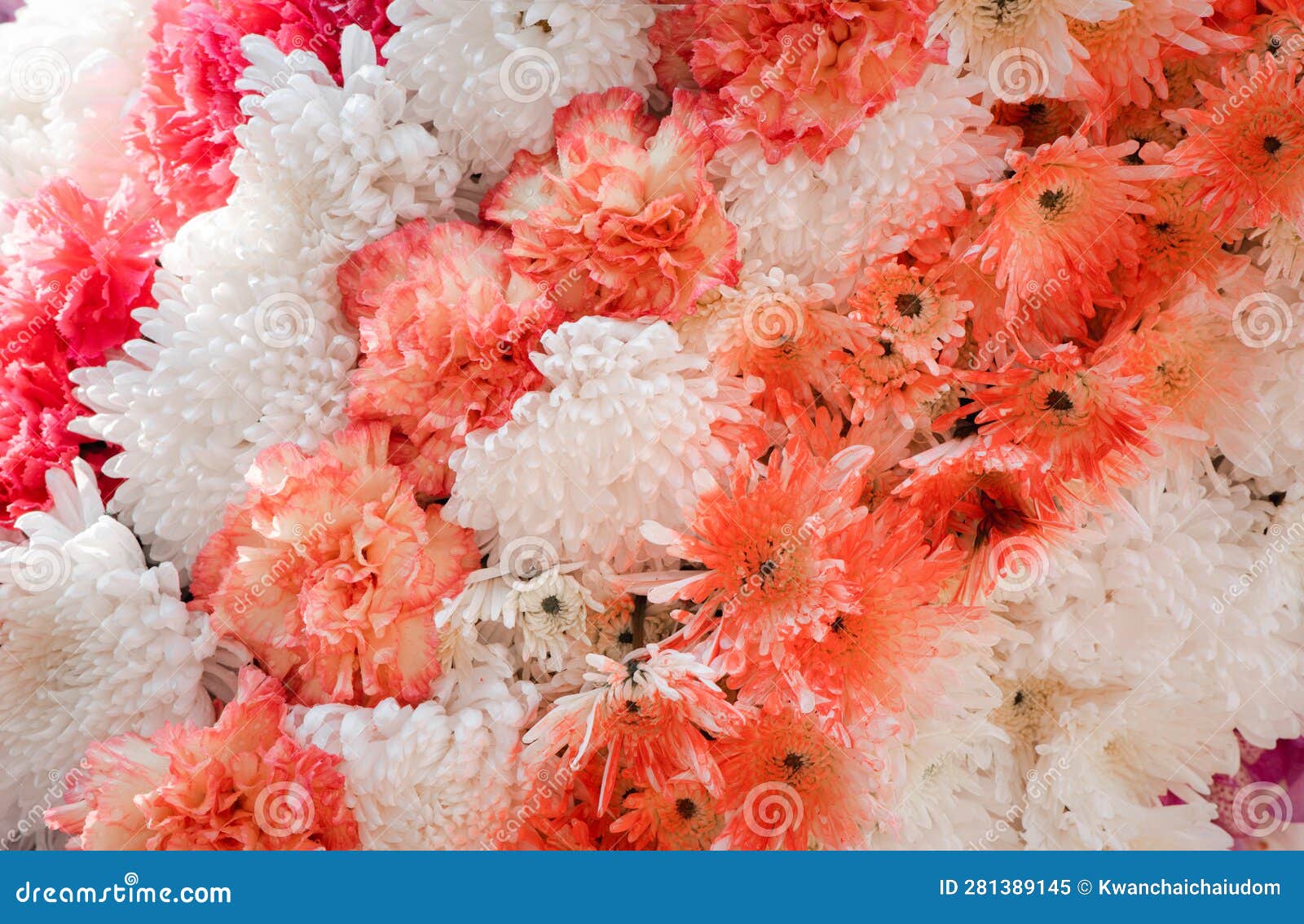 Chrysanthemum Flower and Carnation Flower on Backdrop Stock Image ...