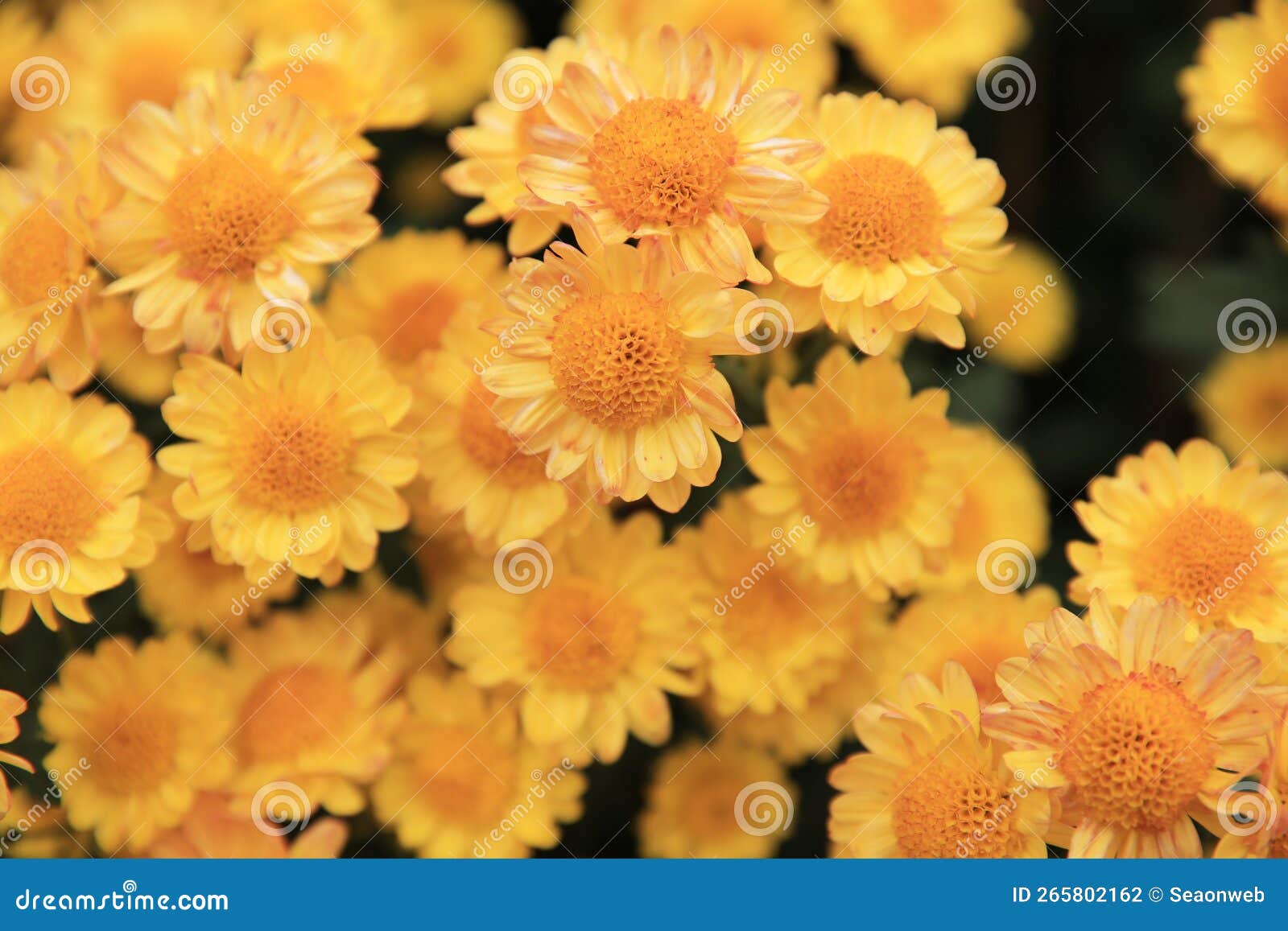 A Chrysanthemum Flower Guldaudi Flower at Hk Stock Photo - Image of ...