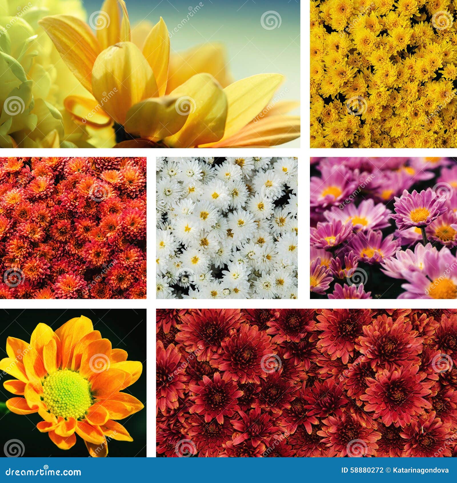 Chrysanthemum flower mix stock photo. Image of flora - 58880272