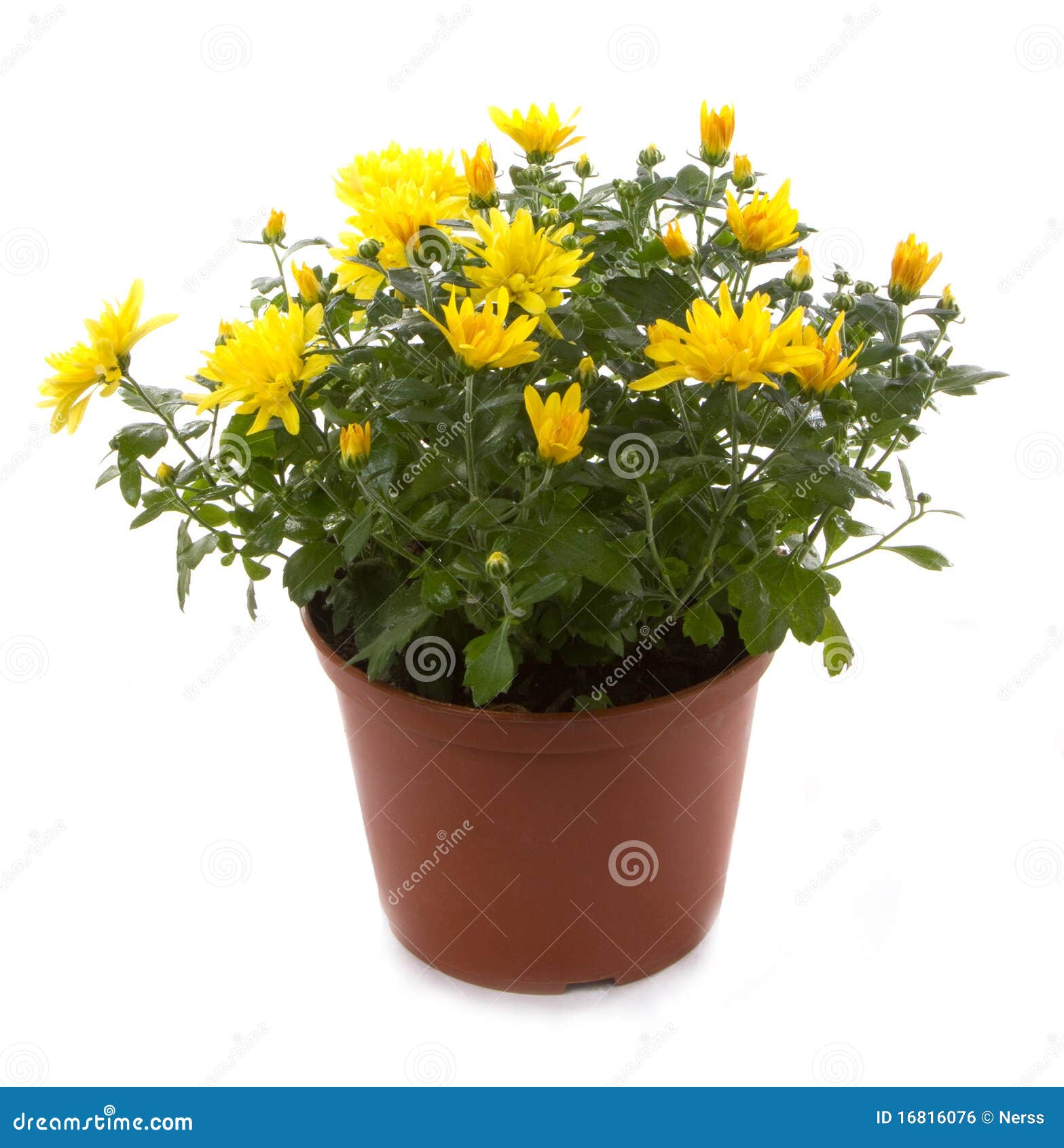 Chrysanthemum Flower Potted Flowers Stock Photo - Image of blossom ...
