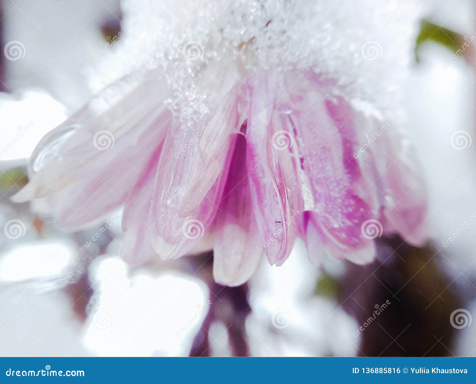 Chrysanthemum Flower in the Snow Stock Photo - Image of flowers ...