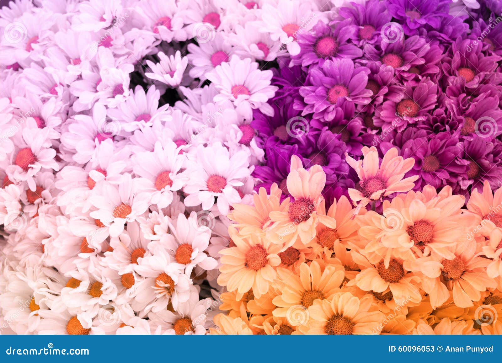 Chrysanthemum Flower is Sweet Soft Style Abstract Background Stock ...