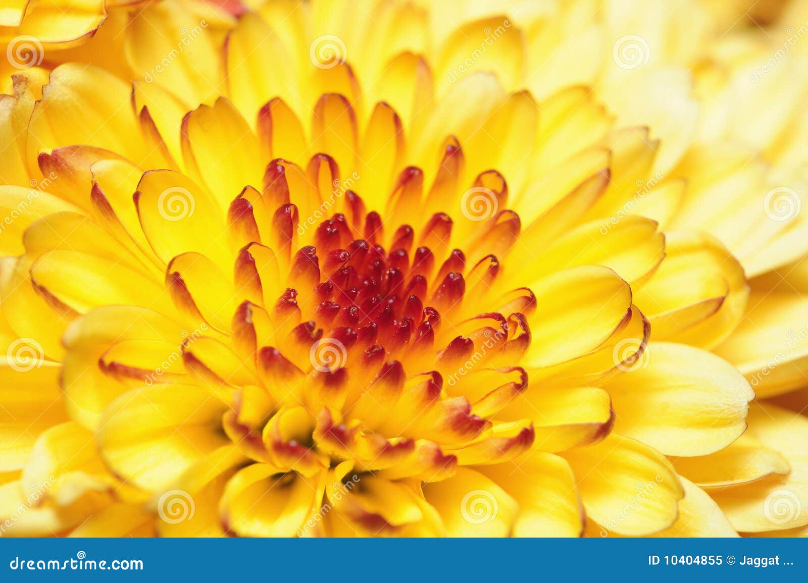 Chrysanthemum Flowers stock image. Image of growth, beautiful - 10404855