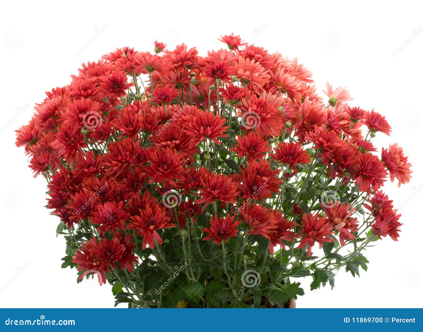 Chrysanthemum flowers stock photo. Image of close, blossom - 11869700