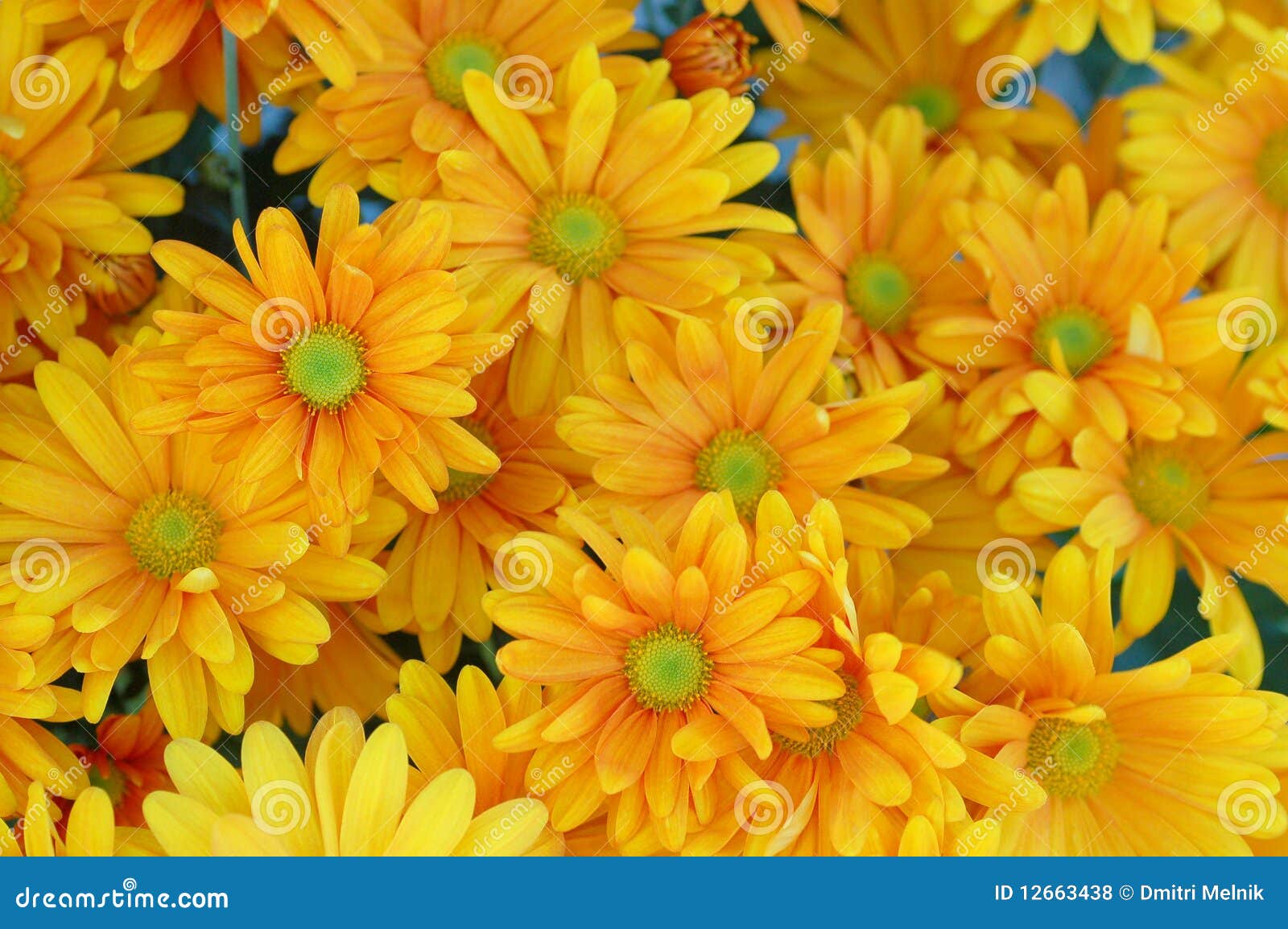 Chrysanthemum flowers stock photo. Image of chrysanthemum - 12663438