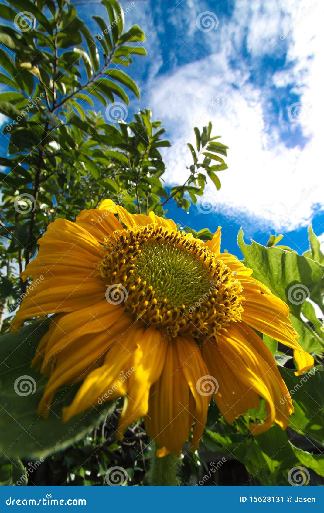 Chrysanthemum flowers stock image. Image of field, beauty - 15628131