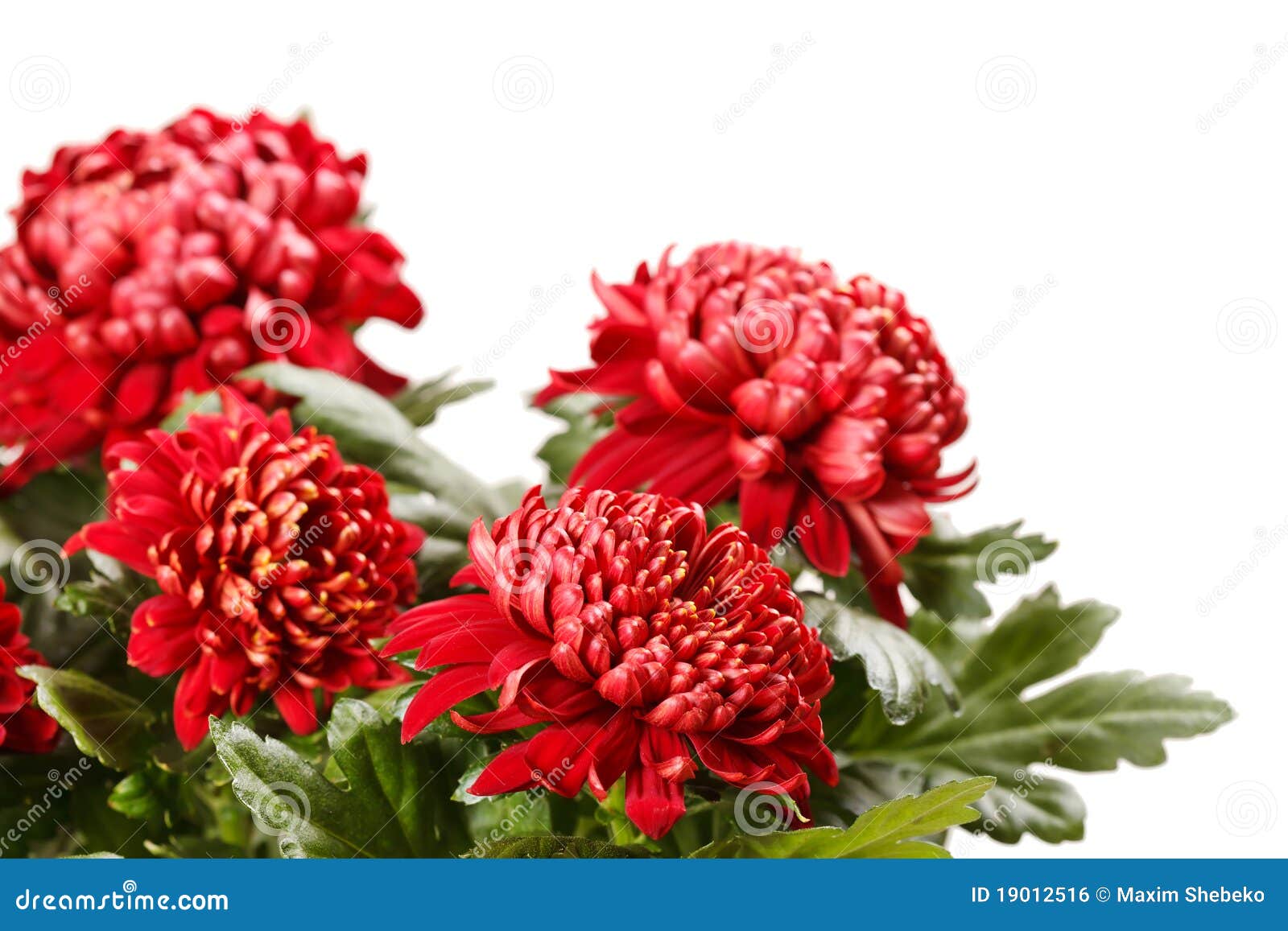 Chrysanthemum Flowers stock photo. Image of descriptive - 19012516
