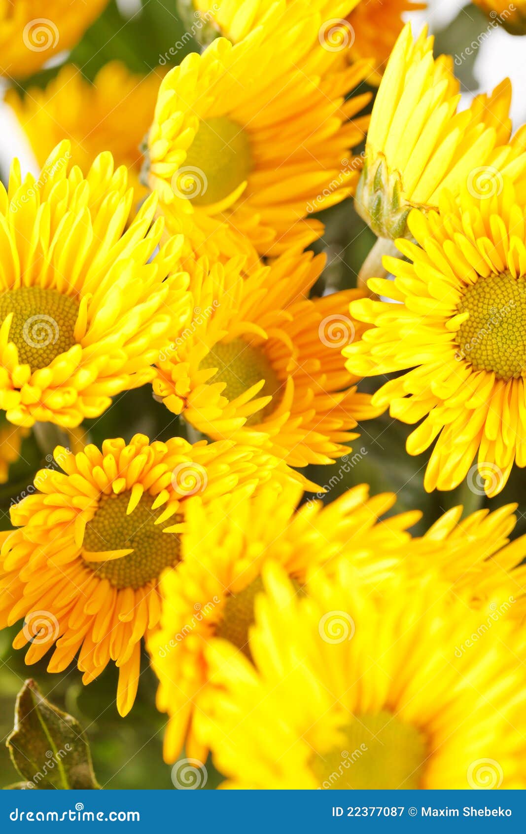 Chrysanthemum Flowers stock image. Image of bloom, leaves - 22377087