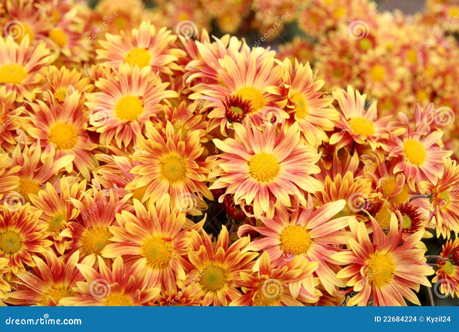 Chrysanthemum flowers stock photo. Image of group, floral - 22684224