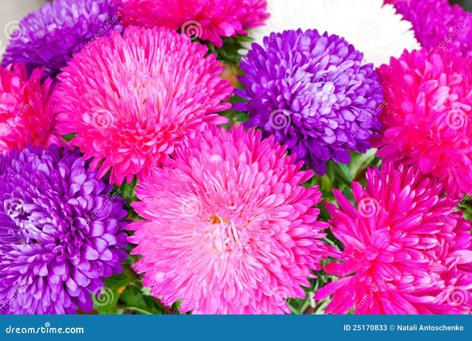 Chrysanthemum flowers stock image. Image of colored, beautiful - 25170833