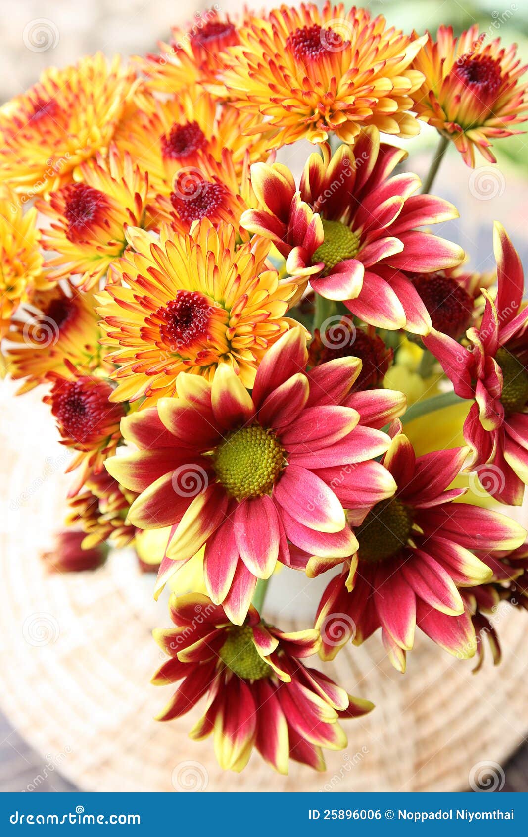 Chrysanthemum flowers stock photo. Image of autumn, growth - 25896006