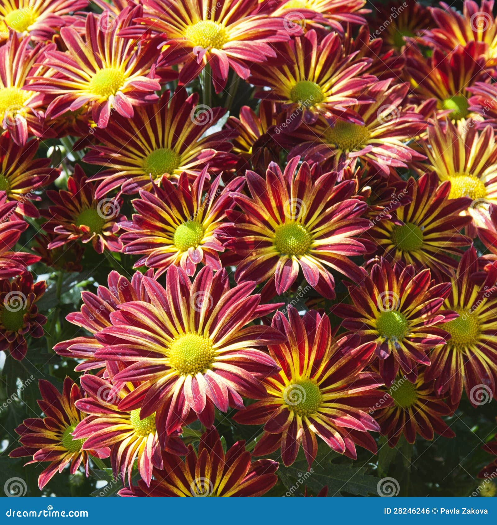Chrysanthemum flowers stock photo. Image of seasonal - 28246246