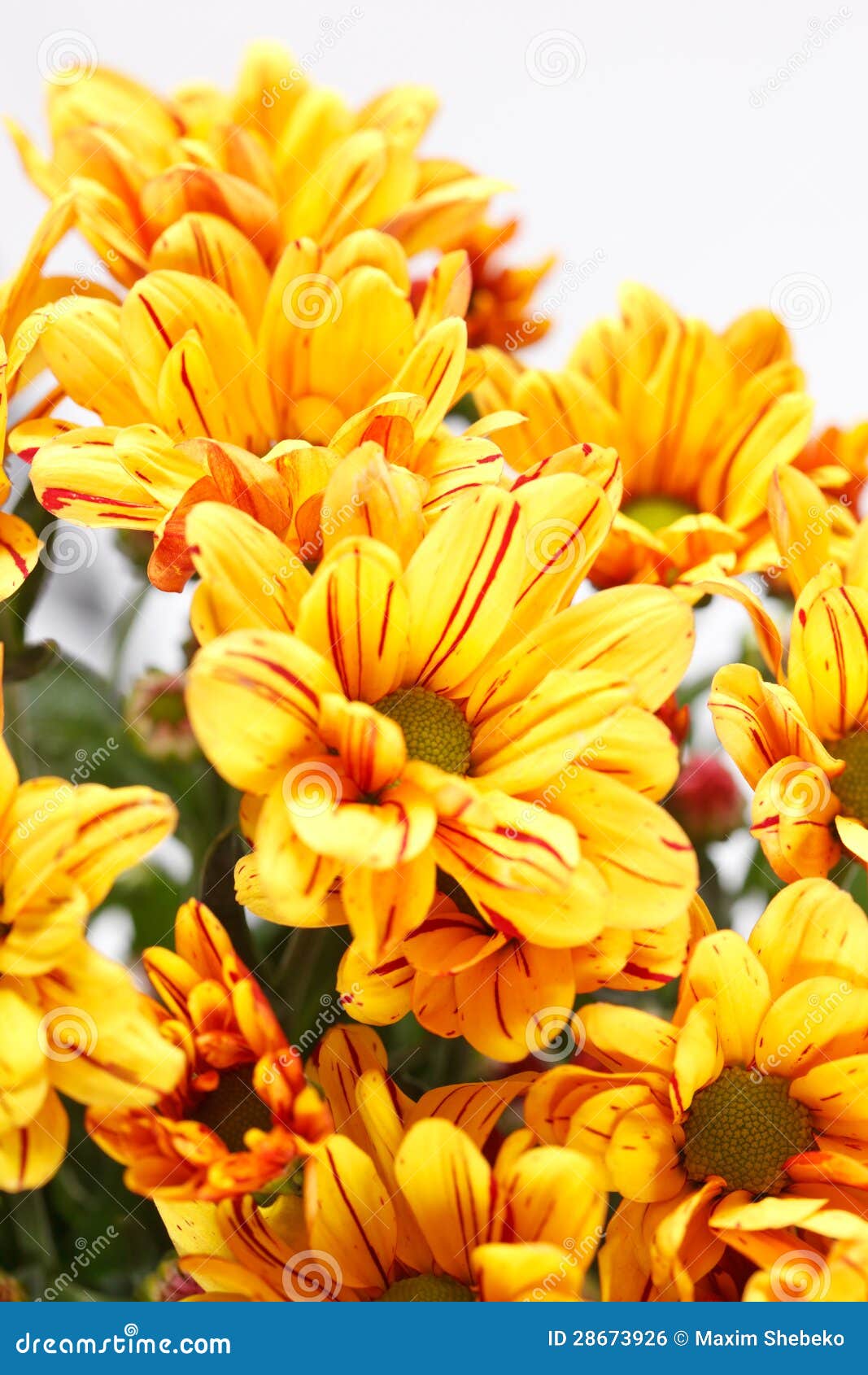 Chrysanthemum Flowers stock photo. Image of objects, head - 28673926