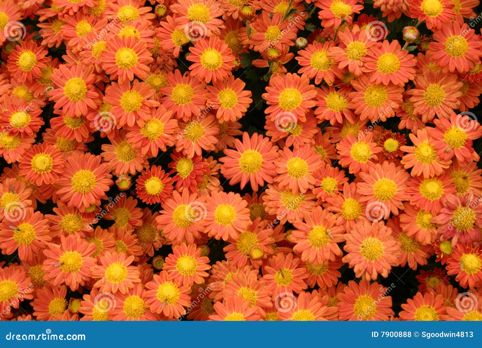 Chrysanthemum flowers stock photo. Image of plant, chrysanthemum - 7900888