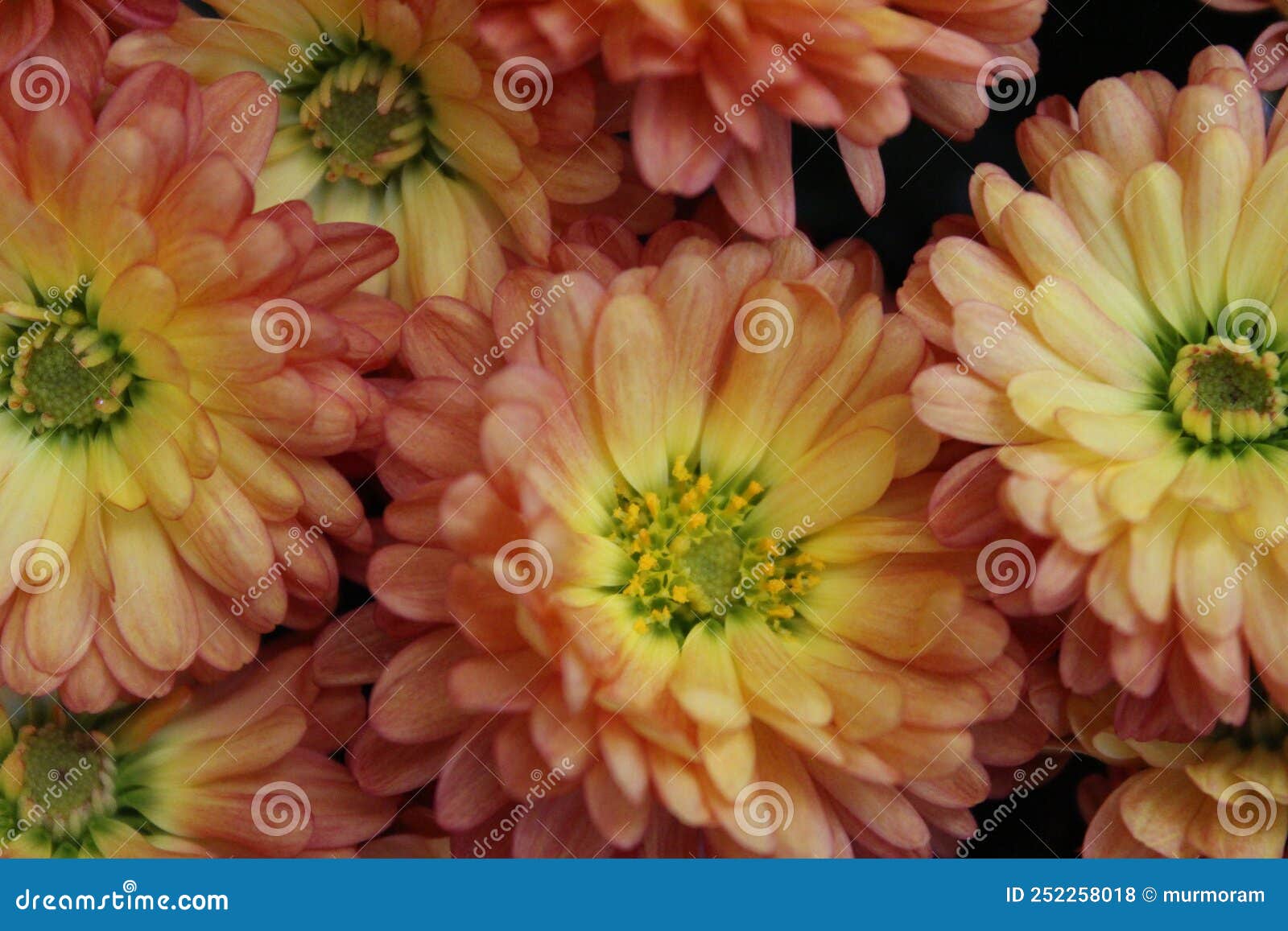 Chrysanthemum for the Garden Multiflora Stock Photo - Image of plants ...