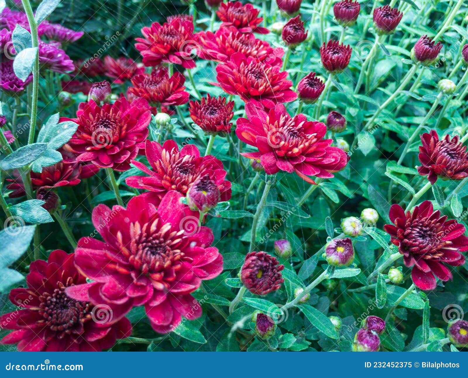 Chrysanthemum Guldaudi Flowers Closeup View Stock Image - Image of ...