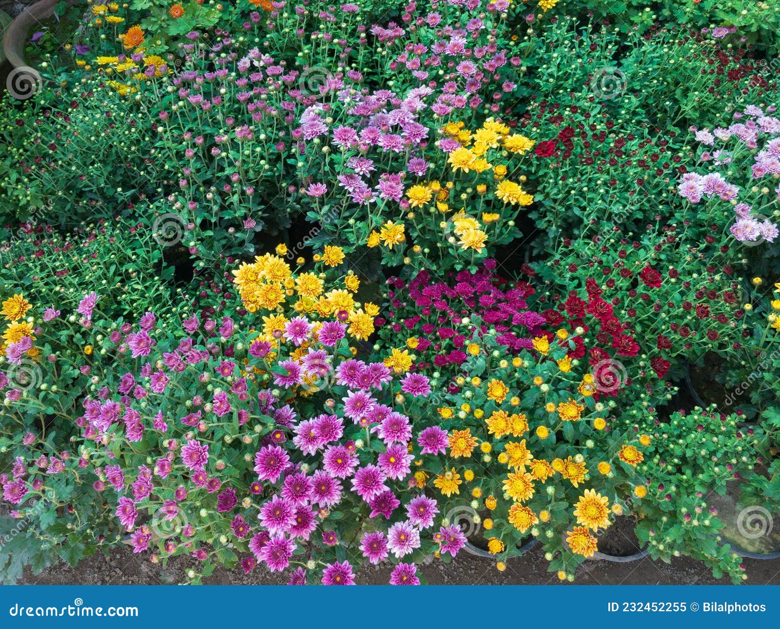 Chrysanthemum Guli Daudi Flowers Closeup View Stock Image - Image of ...