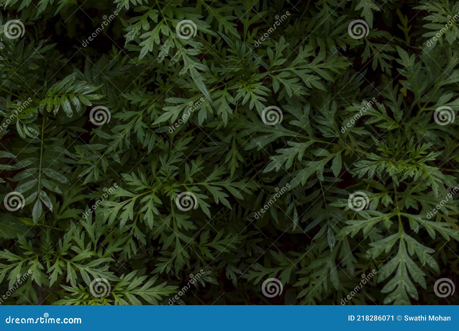 Chrysanthemum/ Jamanthi Plant Leaves Forming Texture Pattern Background ...