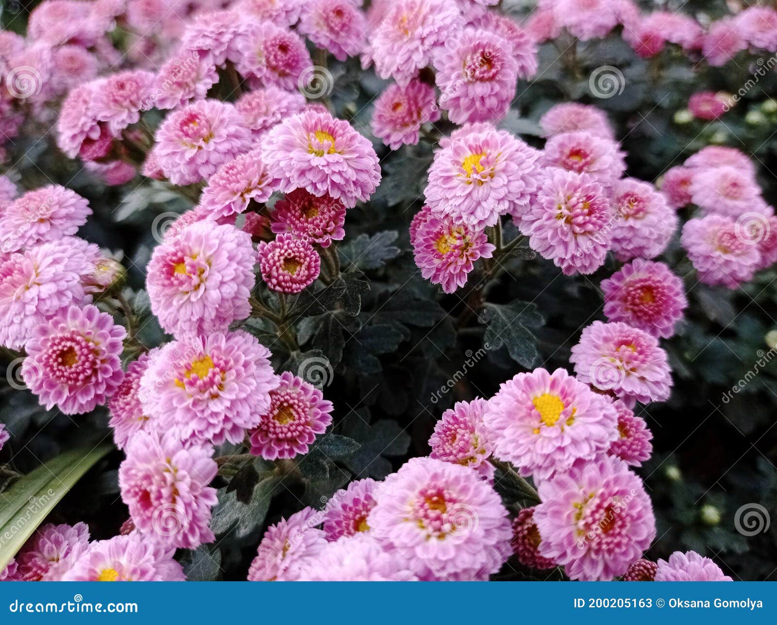 Chrysanthemum Multiflora in Garden. Beauty in Nature Stock Image ...