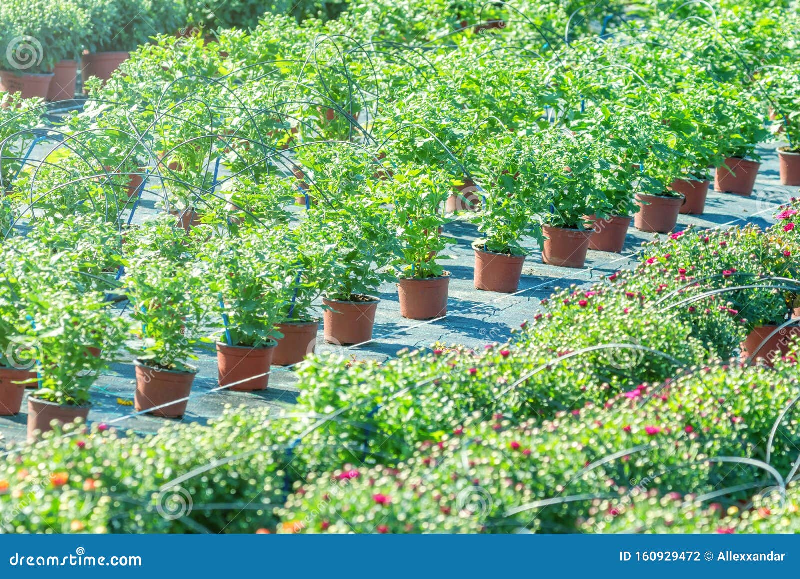Chrysanthemum Mums on the Field, Chrysanths Plants Stock Photo - Image ...