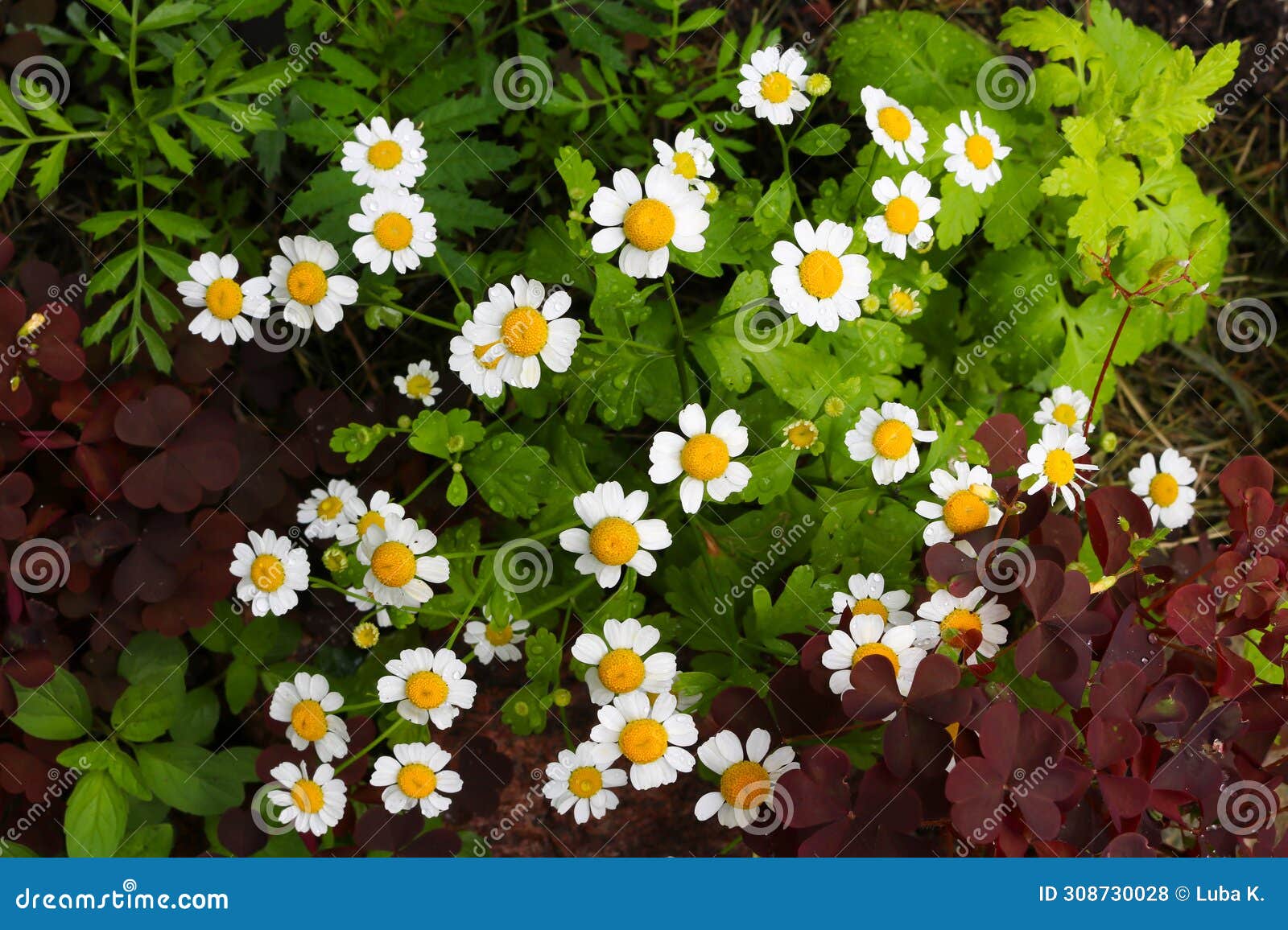 Chrysanthemum Parthenium or Feathery Dew or Pyrethrum Parthenium on a ...