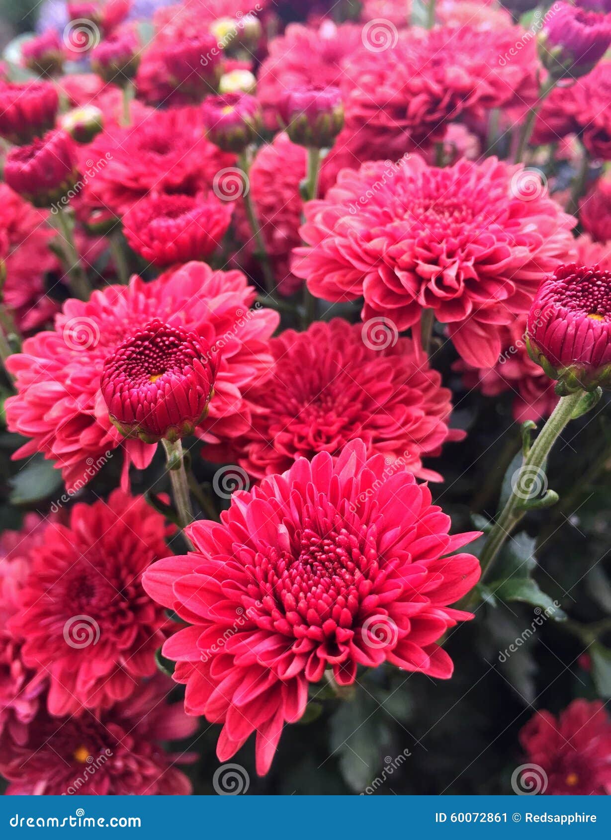 Red Chrysanthemum Flowers stock image. Image of botany - 60072861