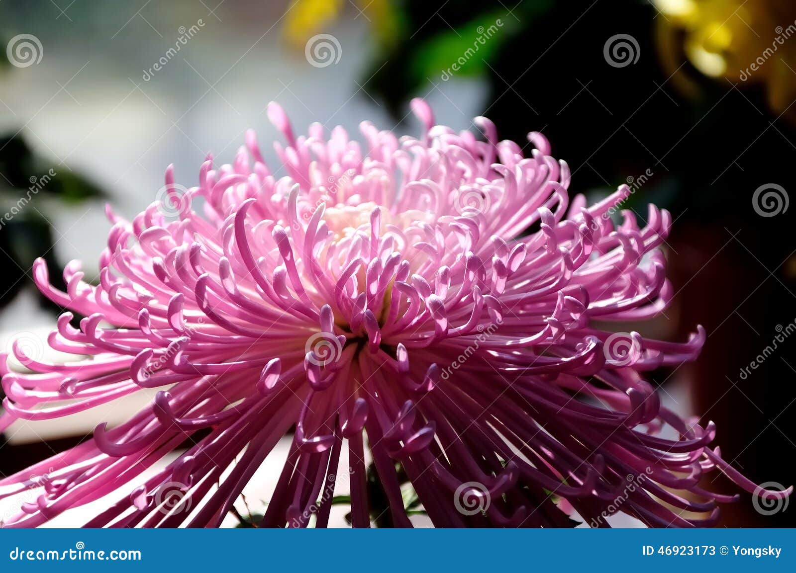 Chrysanthemum stock image. Image of flower, chinese, leafs - 46923173