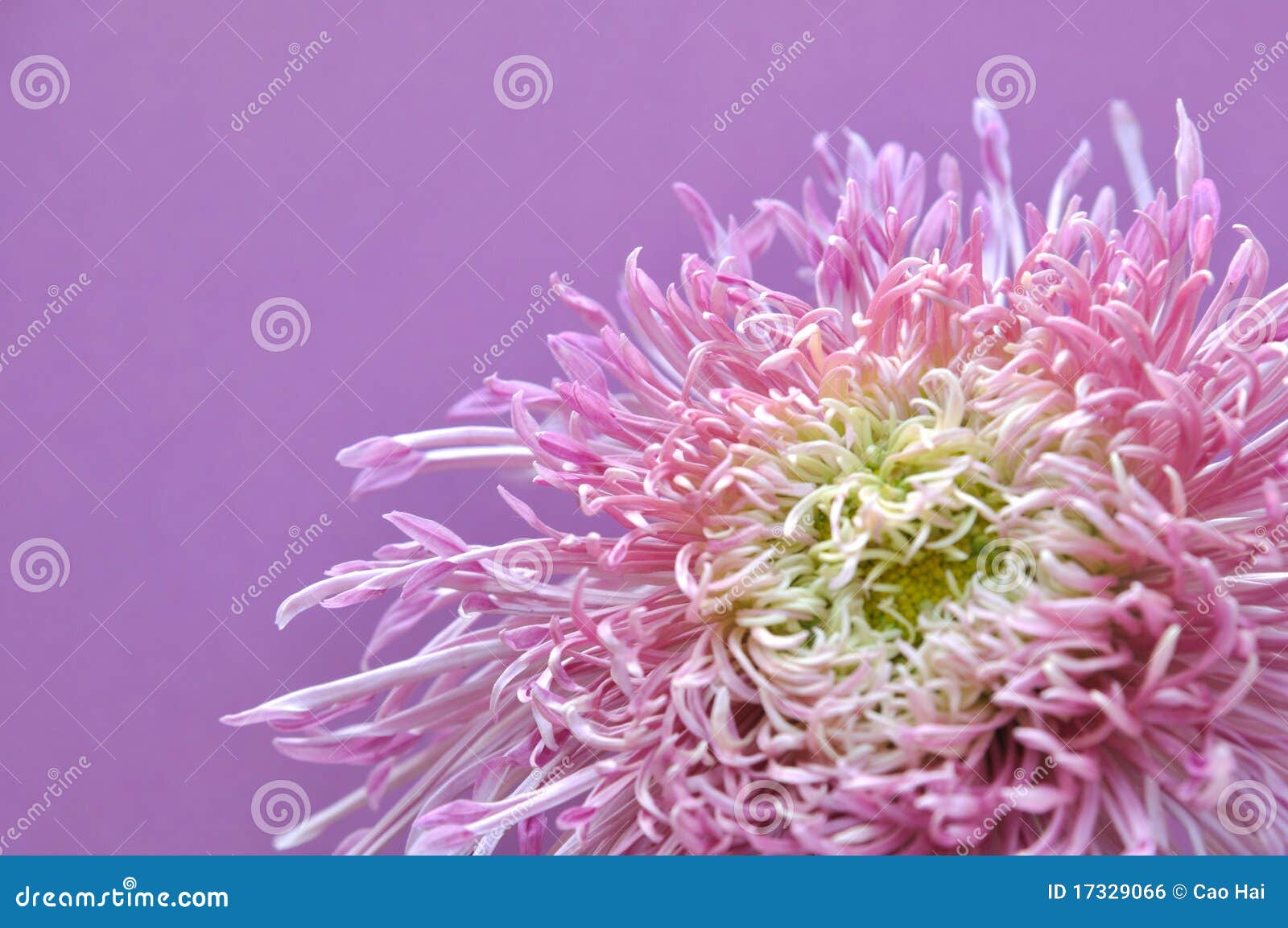 Chrysanthemum in Purple Background Stock Photo - Image of vivid, plant ...
