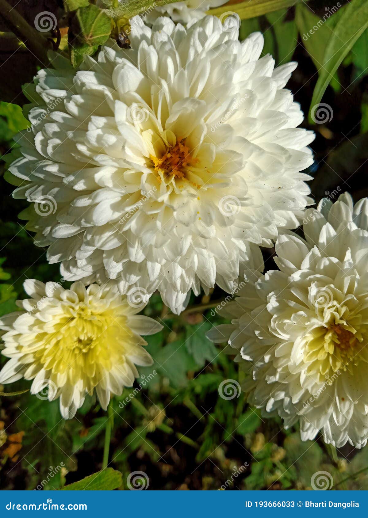 Chrysanthemum & X28;sevanti& X29; is Love Stock Image - Image of plant ...