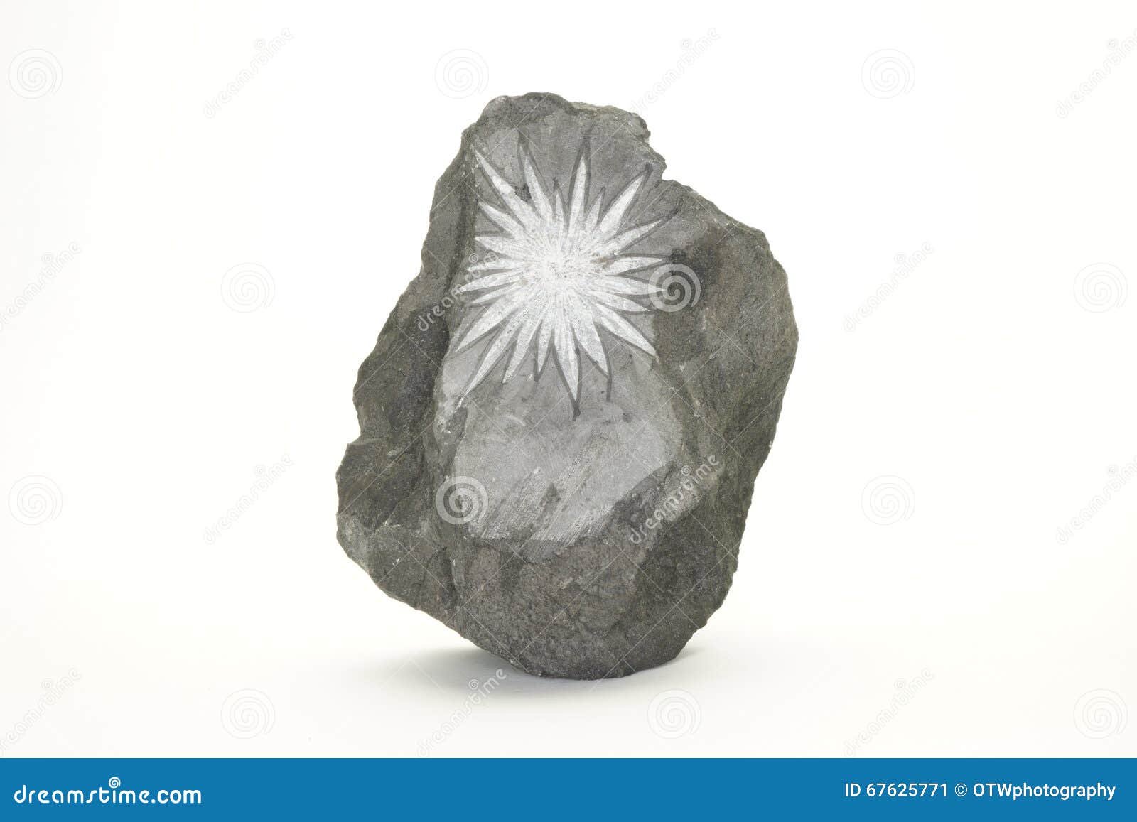 Chrysanthemum Stone stock image. Image of isolated, flower - 67625771