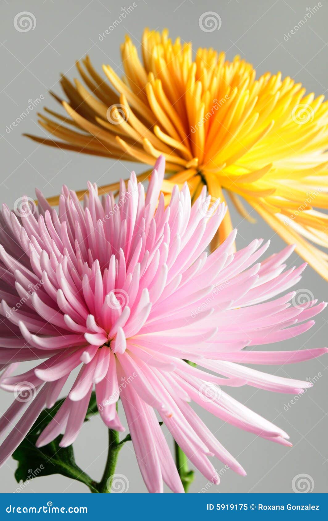 Chrysanthemums stock image. Image of arrangement, beautiful - 5919175