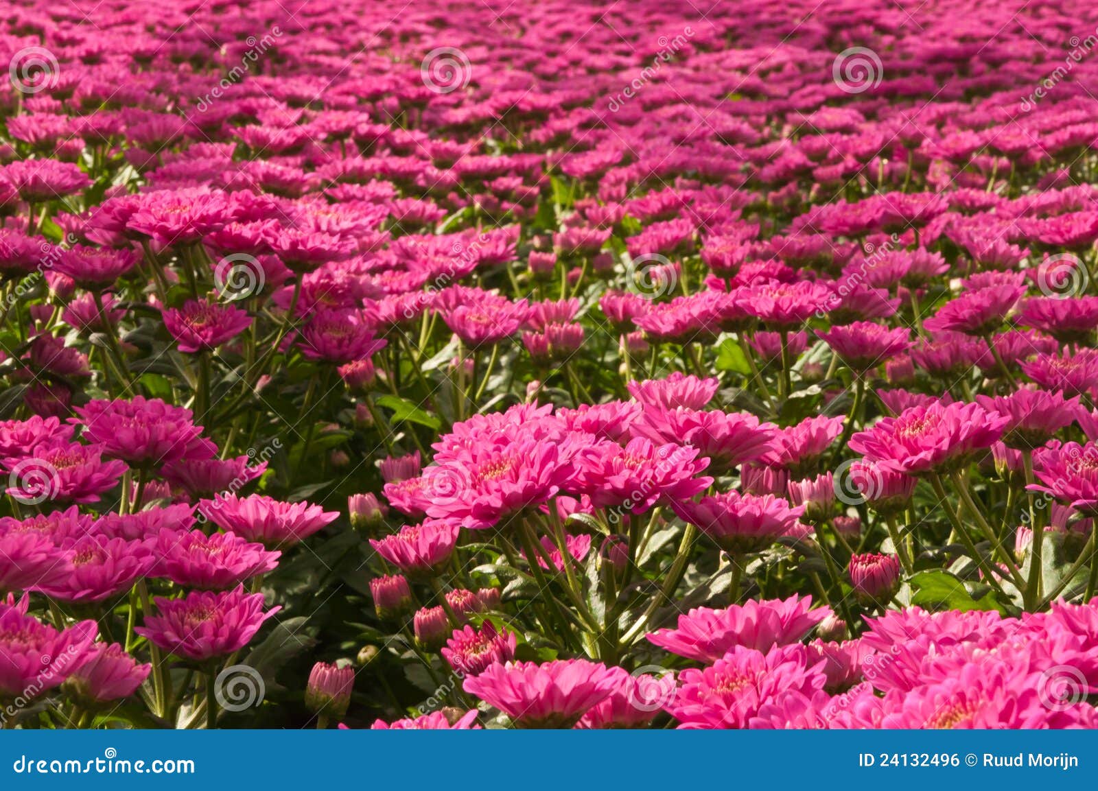 Chrysanthemums in a Dutch Flower Nursery Stock Photo - Image of field ...