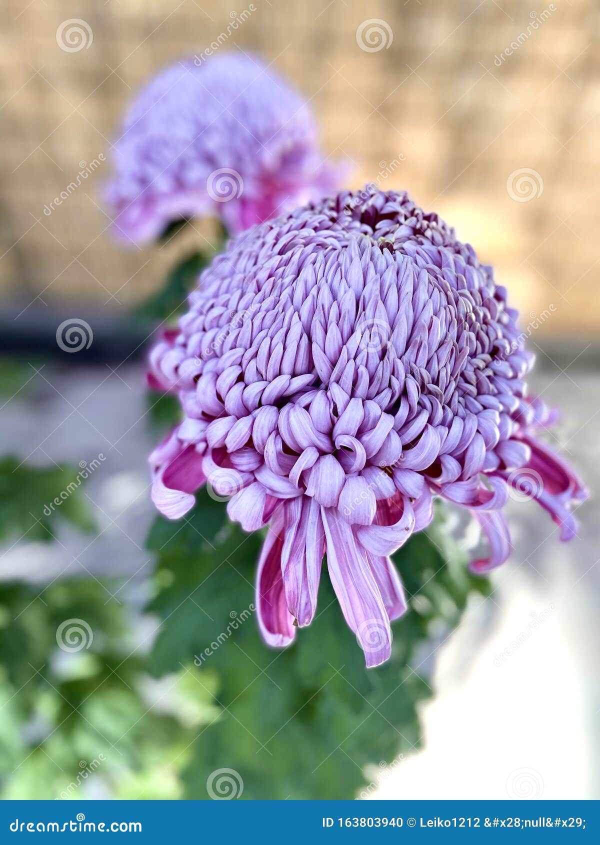 Chrysanthemums Japoneses Flores Moradas Foto de archivo - Imagen de ...