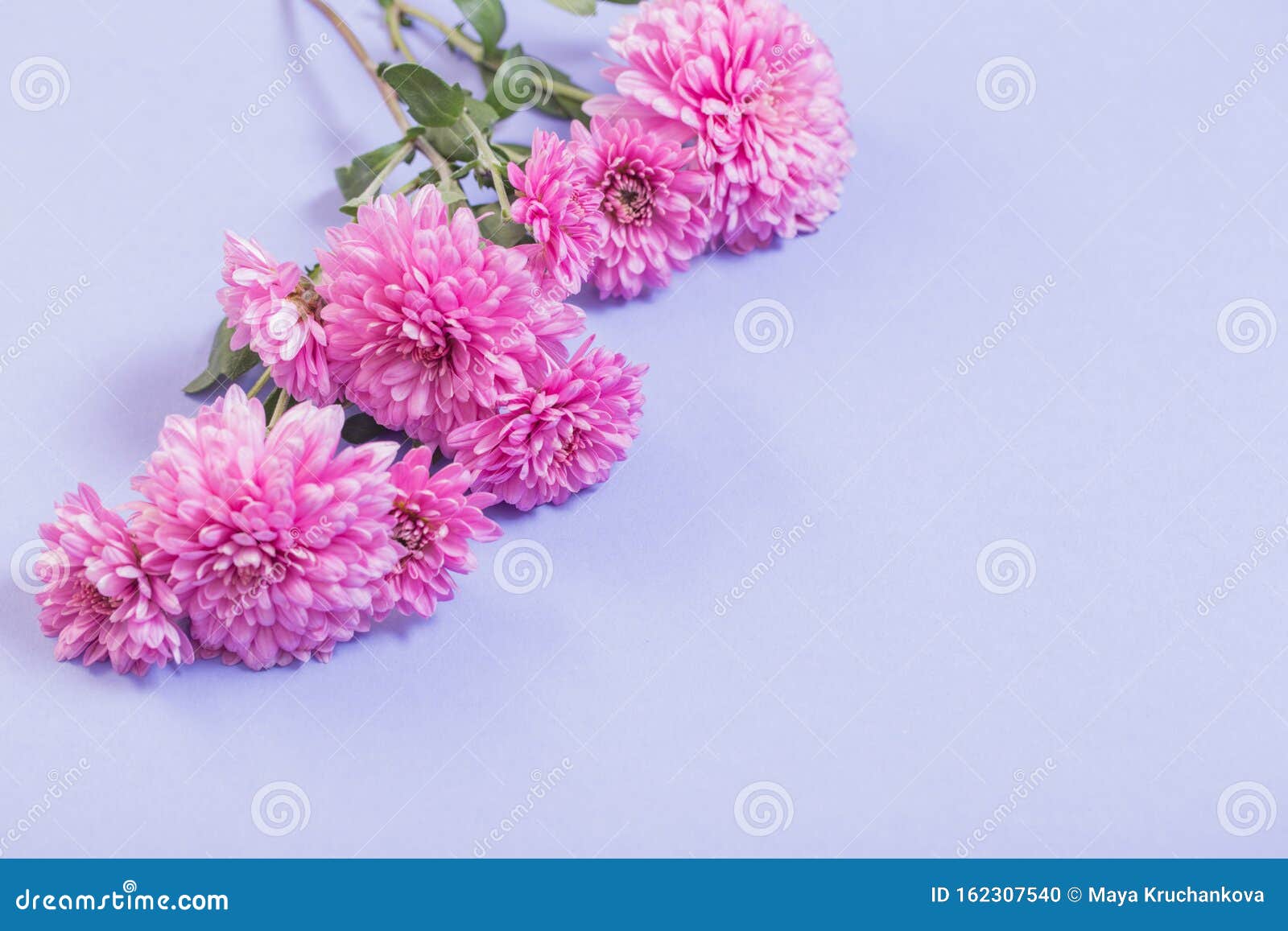 Chrysanthemums on Violet Paper Background Stock Photo - Image of daisy, beauty: 162307540