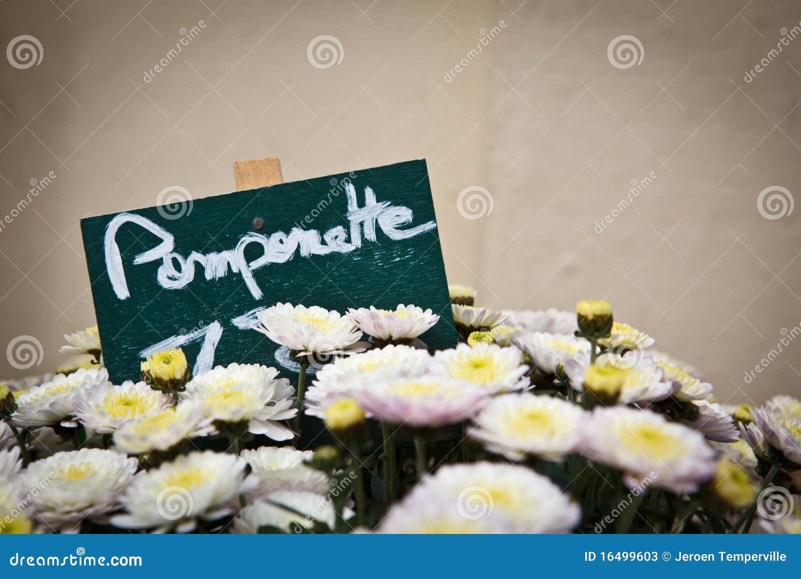 Chrysanths stock image. Image of chrysanthemum, plant - 16499603