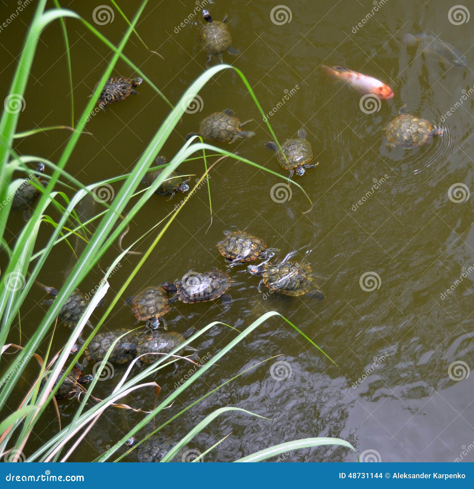Chrysemys Scripta Elegans Da Tartaruga, Ilha De Hainan, China Foto de ...