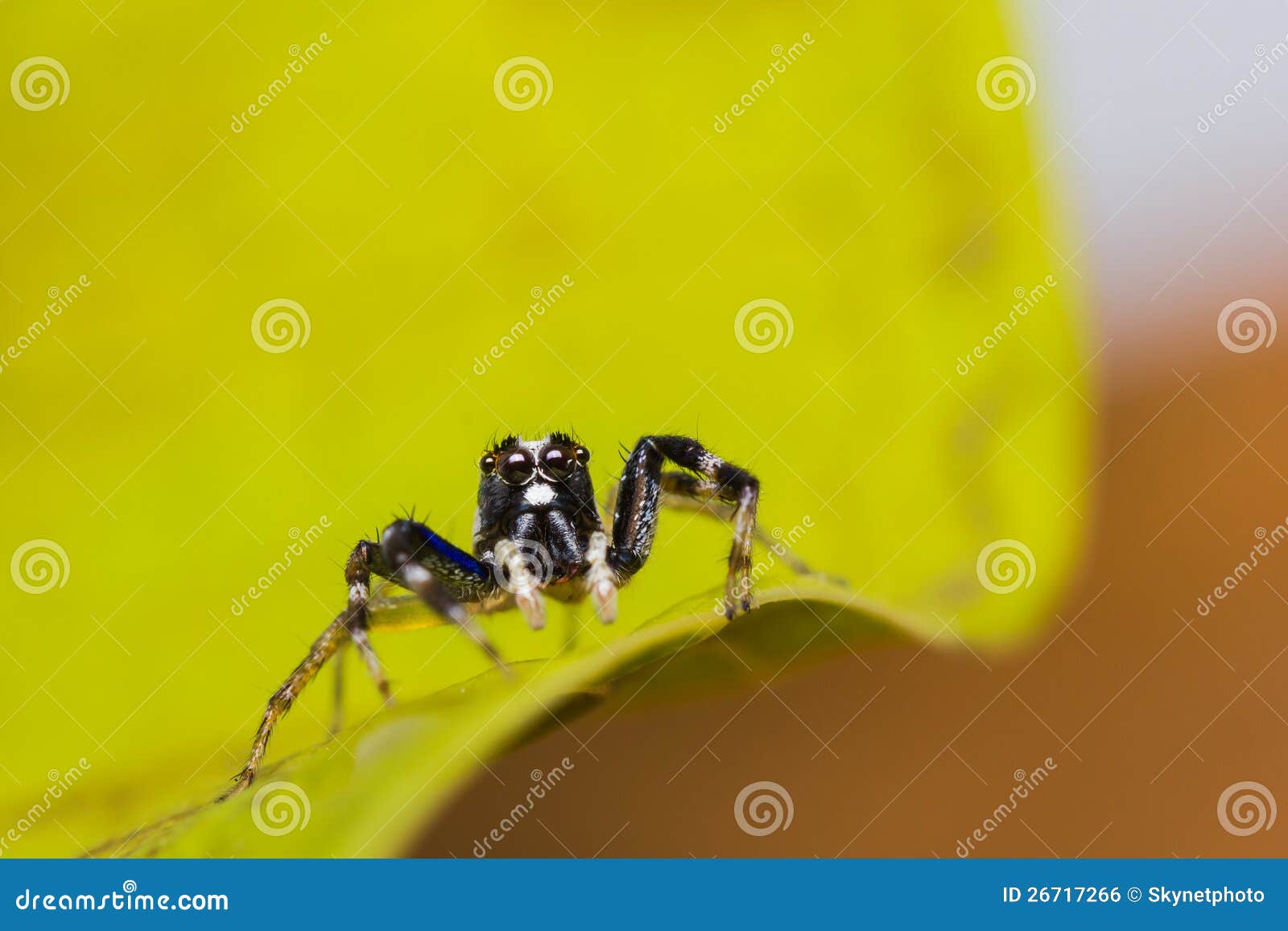 Chrysilla Versicolor Jumping Spider Stock Photo - Image of jump ...
