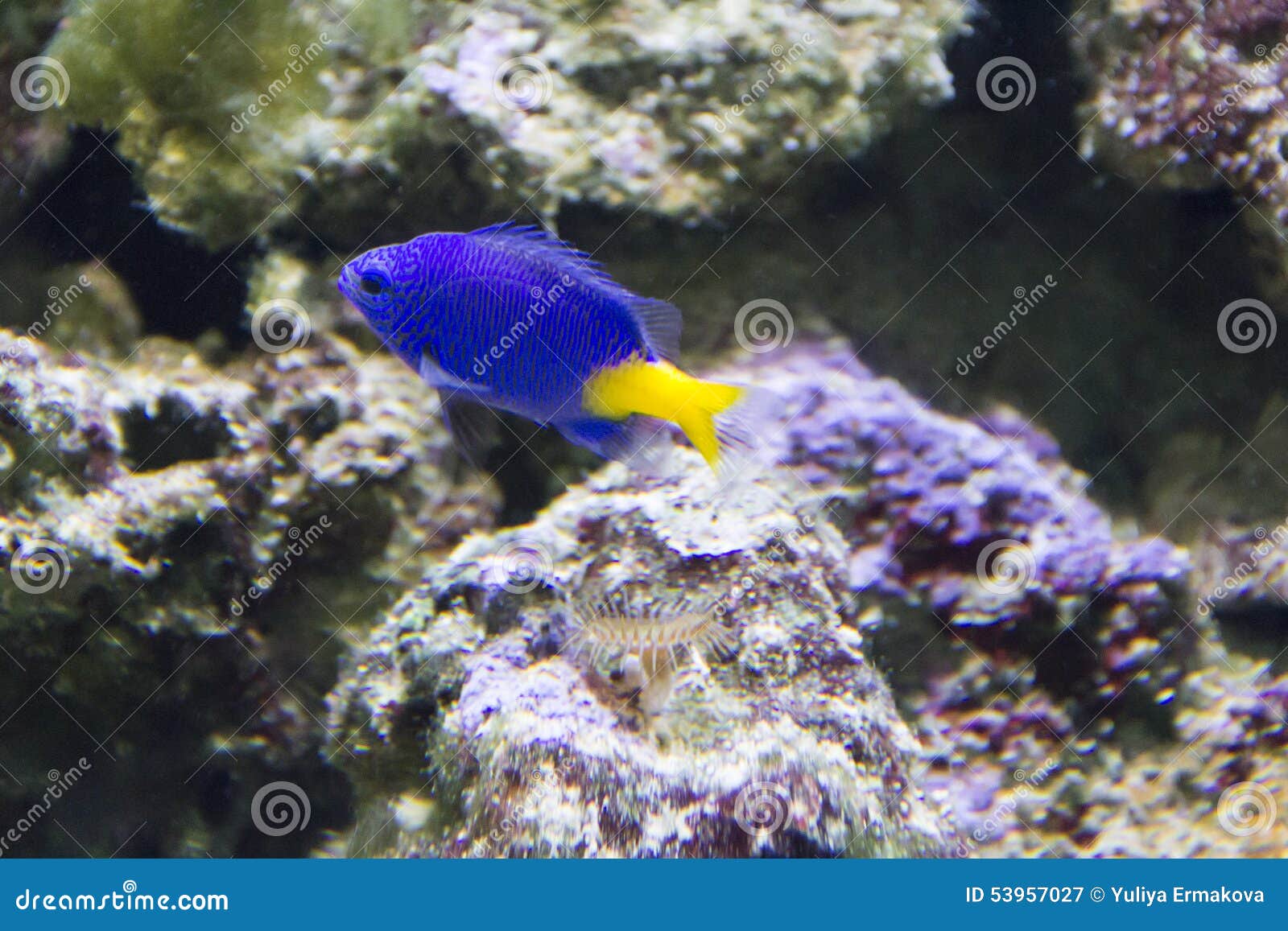 Chrysiptera parasema stock image. Image of tail, fish - 53957027