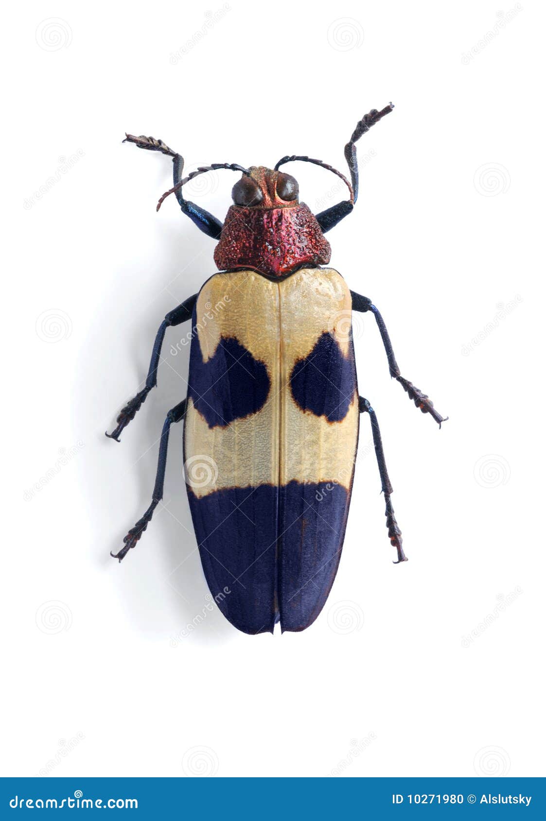 Buqueti Rugicollis Stock Photos - Free & Royalty-Free Stock Photos from ...